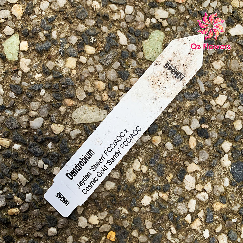 Orchid Dendrobium Jayden 'Sheen' FFC/AOC x Cosmic Gold 'Sandy' FCC/AOC ...